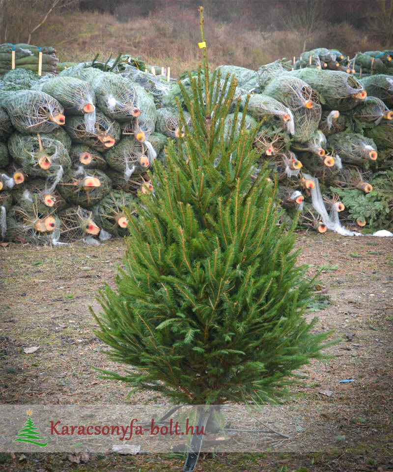 Lucfenyő 1-1,5 m méretben